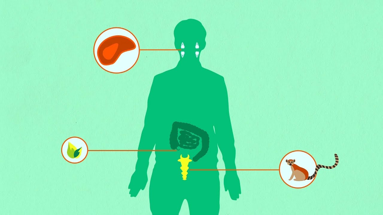 What is a vestigial structure? 7 surprising examples explained
