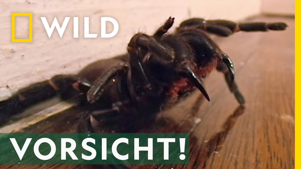 Giftige spinne: Ratgeber mit 7 praktischen Tipps, aktualisiert