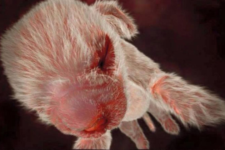 🎖 11 imágenes increíblemente impresionantes de animales en el útero