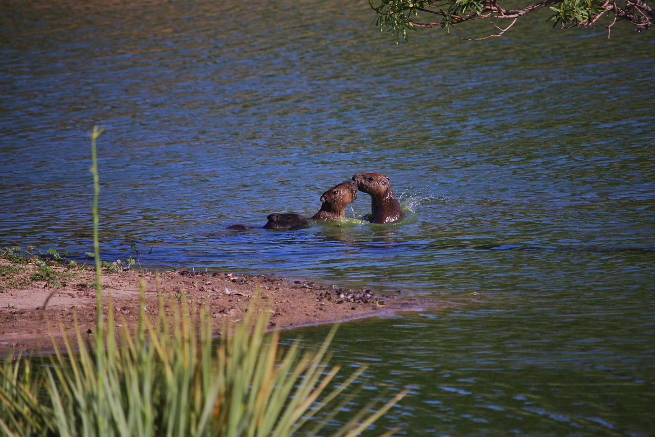 🎖 Carpincho: 5 curiosidades sorprendentes sobre este animal