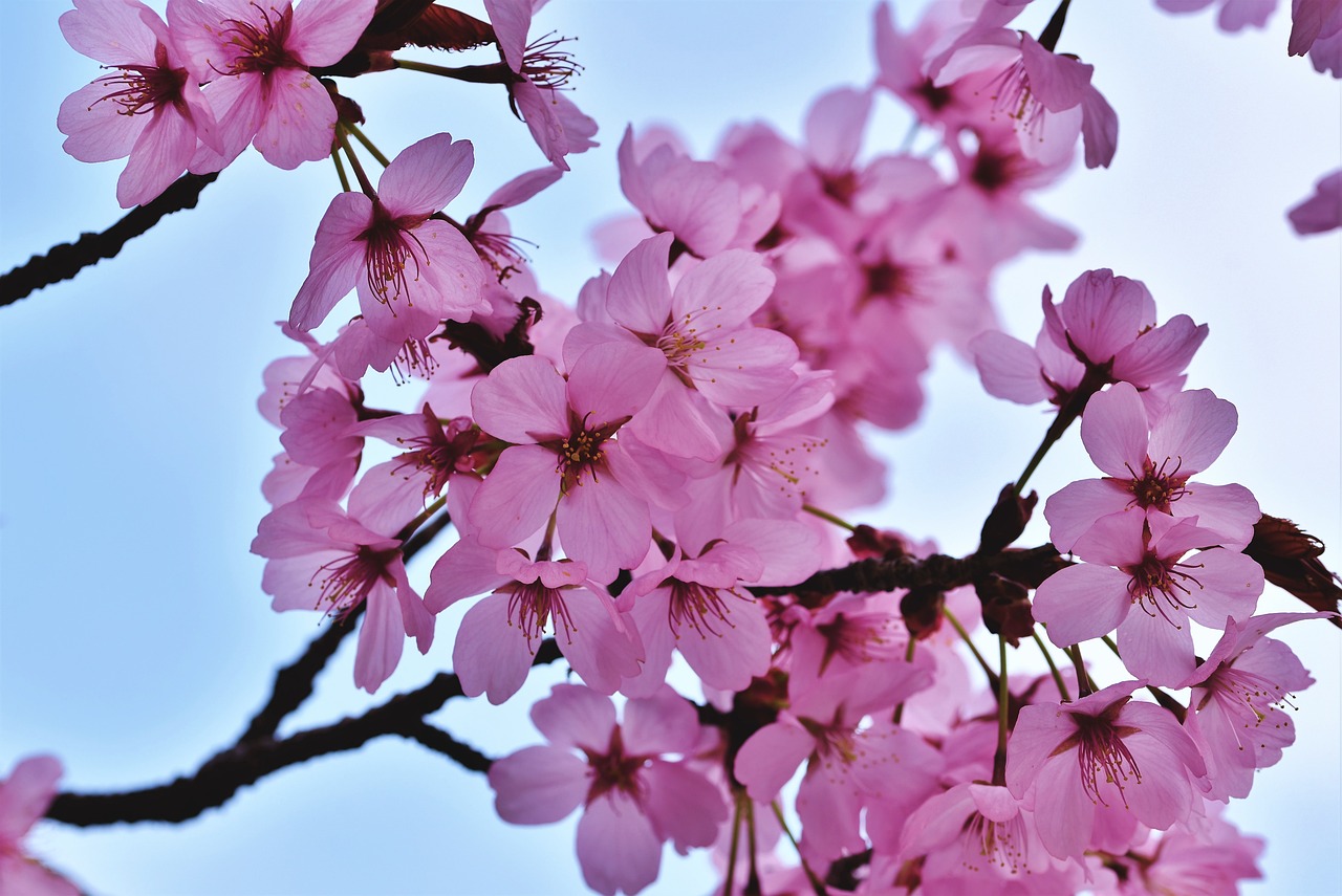 🎖 Cerezo: 5 beneficios de tener un cerezo en casa