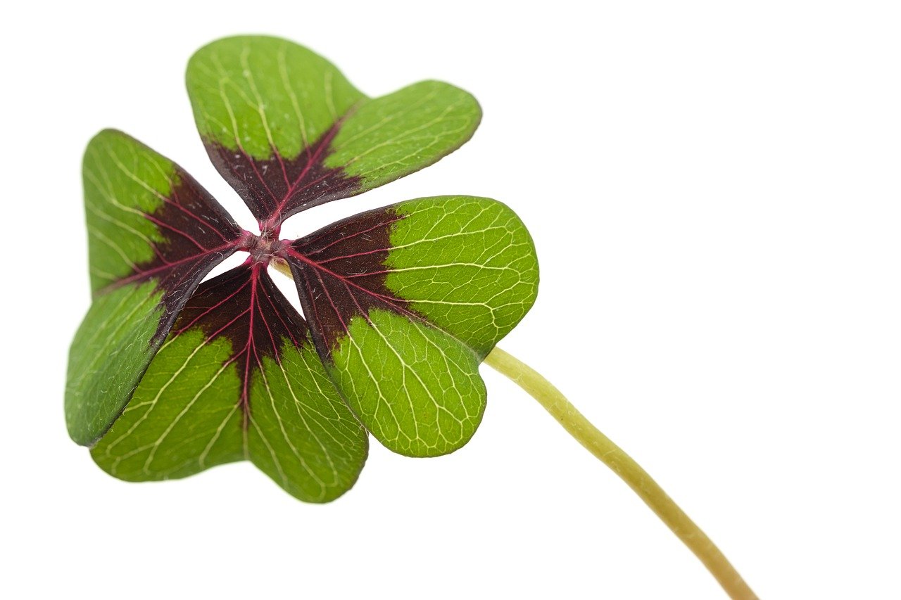 🎖 Clover: 5 razones por las que el trébol es un símbolo de buena suerte