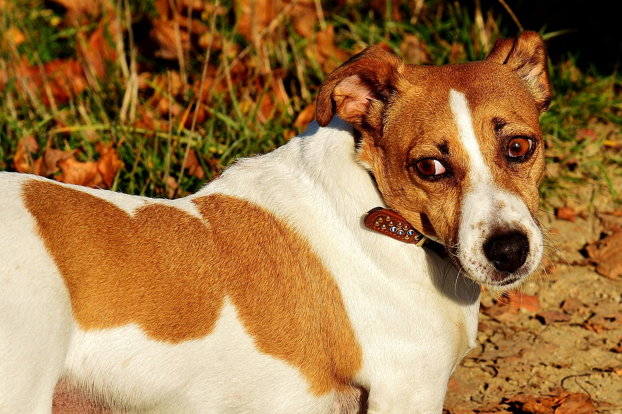 🎖 Jack Russell: 7 datos curiosos que debes conocer hoy