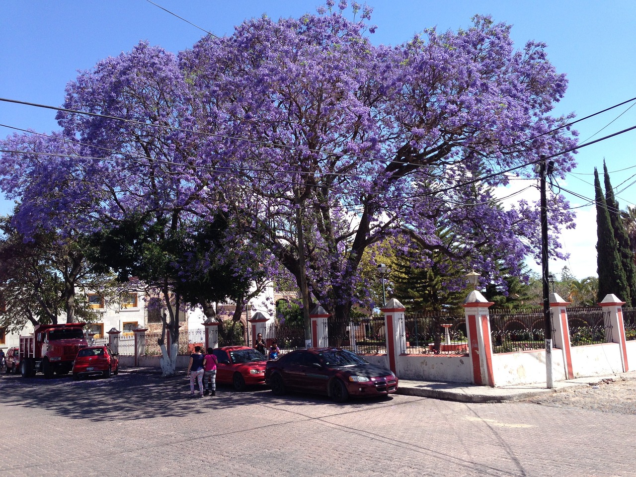 🎖 Jacaranda: 7 beneficios sorprendentes de su cultivo
