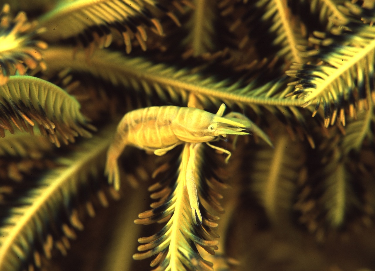 🎖 Ronnie coleman: 5 técnicas para maximizar tu entrenamiento de fuerza