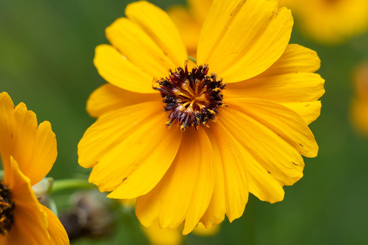 🎖 Nombre de flores para niña: 7 opciones encantadoras y únicas